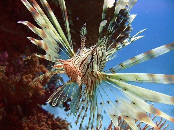 Tourisme en Mer Rouge, une sélection de sites touristiques